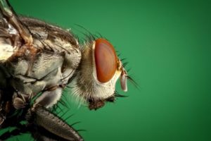 What is Entomophobia? - Killem Pest Control Singapore