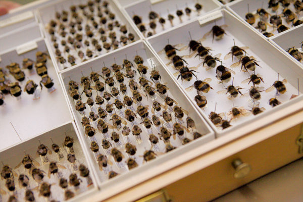 Best Insect Museums: Global Collection Highlights
