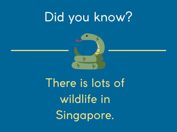 6 Most Common Snakes in Singapore: Species Guide & Facts