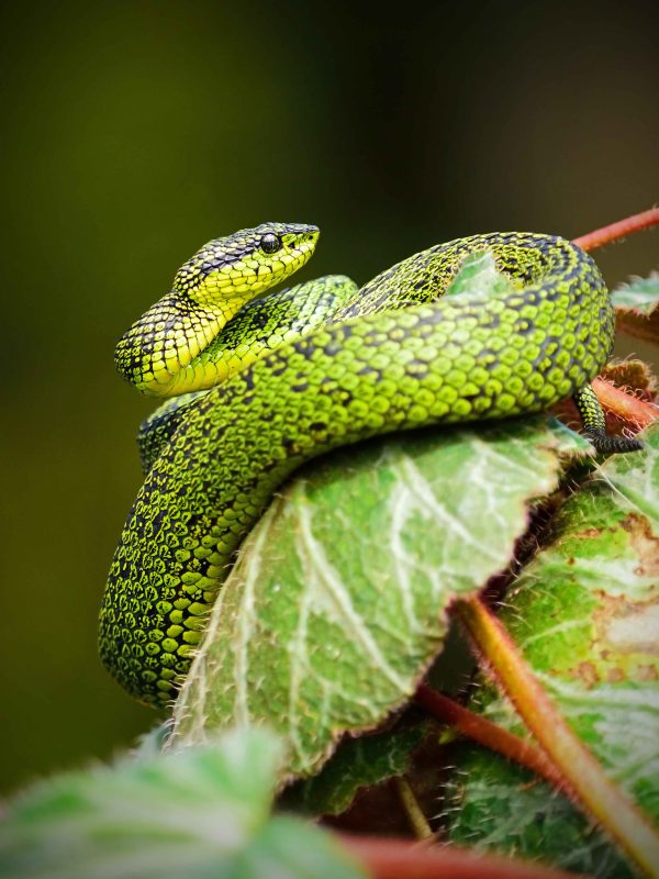 Guide to Snake Prevention and Control in Singapore
