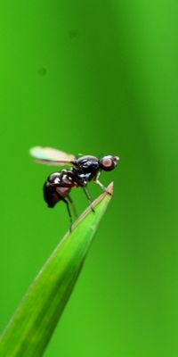 7 Tips on How to Get Rid of Midges - Killem Pest