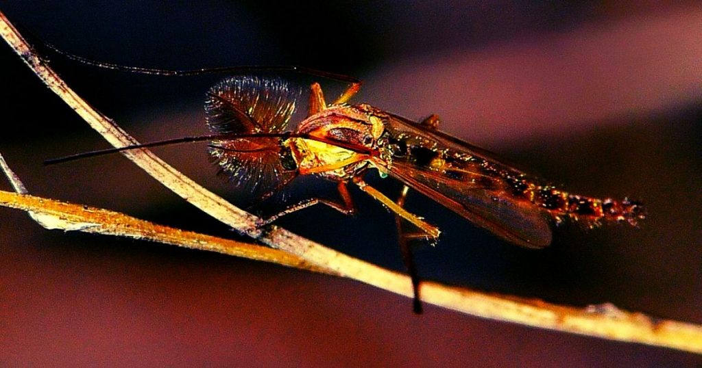 Midge Control Singapore: Prevention and Treatment Guide