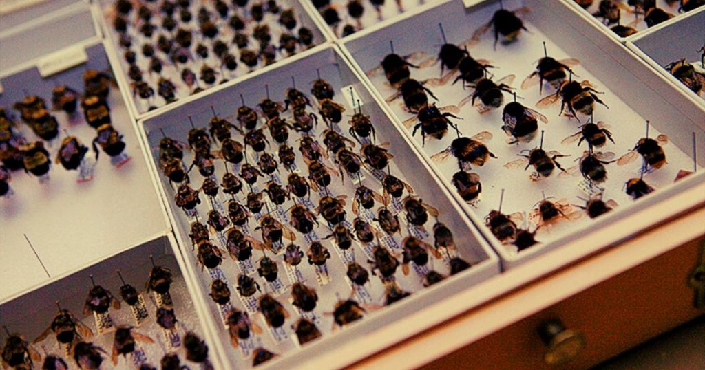 Best Insect Museums: Global Collection Highlights