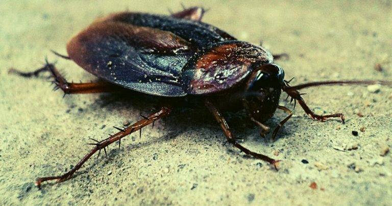 The Ultimate Guide to Cockroach Prevention and Treatment in Singapore