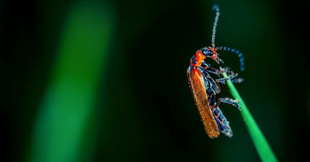 What is Entomophobia? - Killem Pest Control Singapore