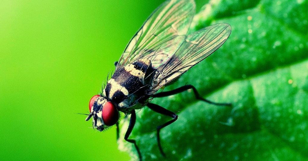 Fly Control Singapore: Disease Prevention Guide
