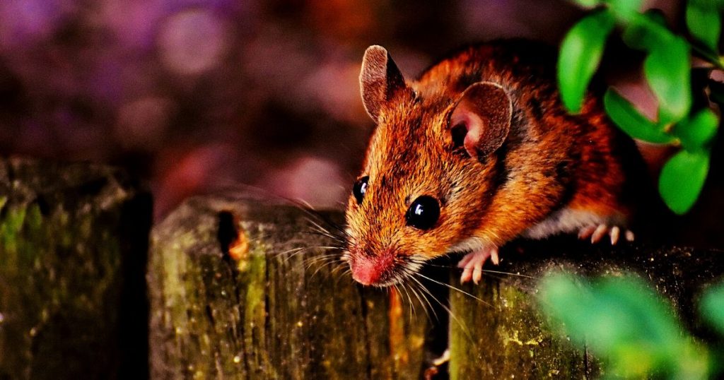 Remote Rodent Monitoring System: The Ultimate Guide
