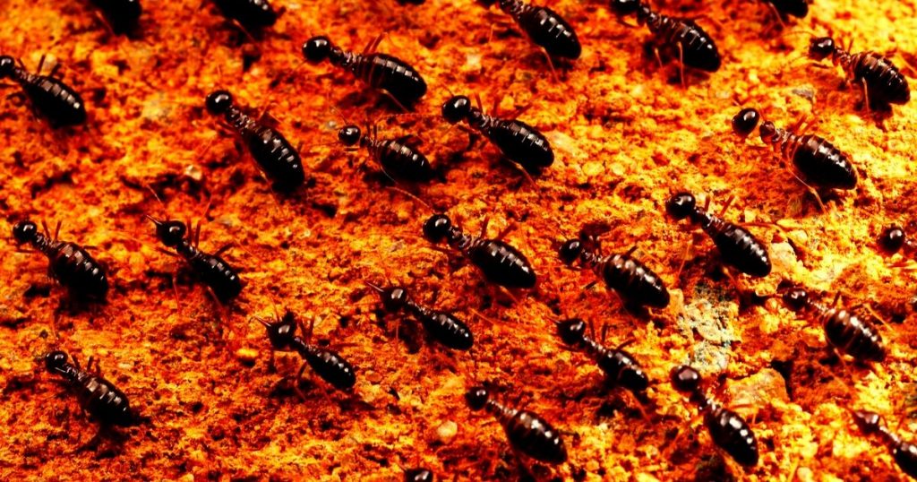 How to Get Rid of Termites | Treatment and Prevention