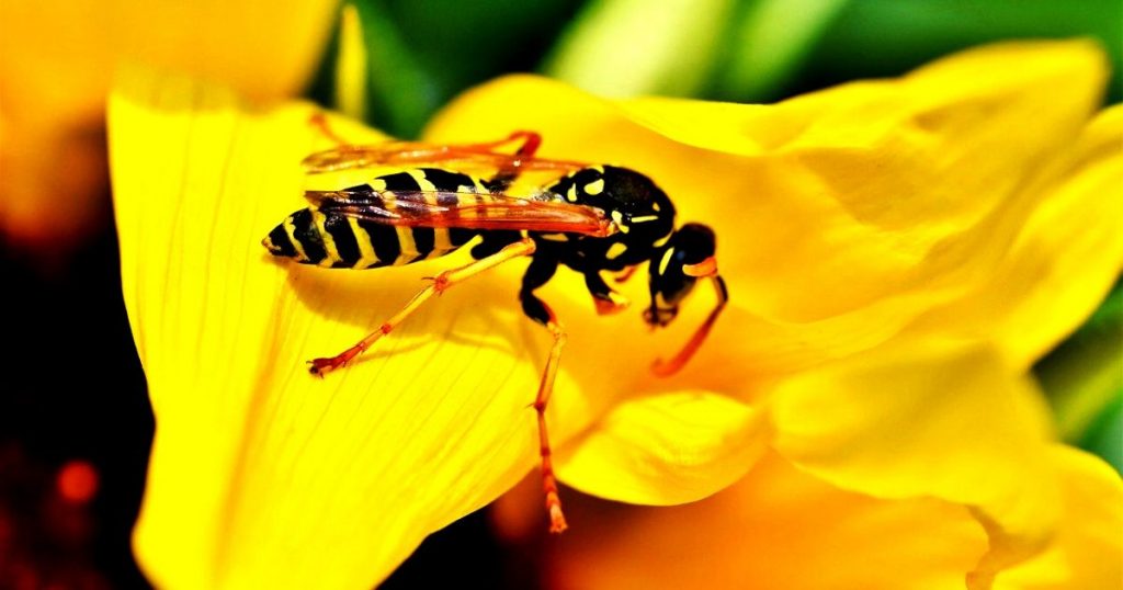 Guide to Wasp Prevention and Treatment in Singapore