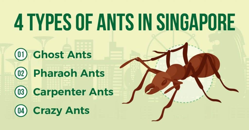 The Ultimate Guide To Ant Prevention In Singapore