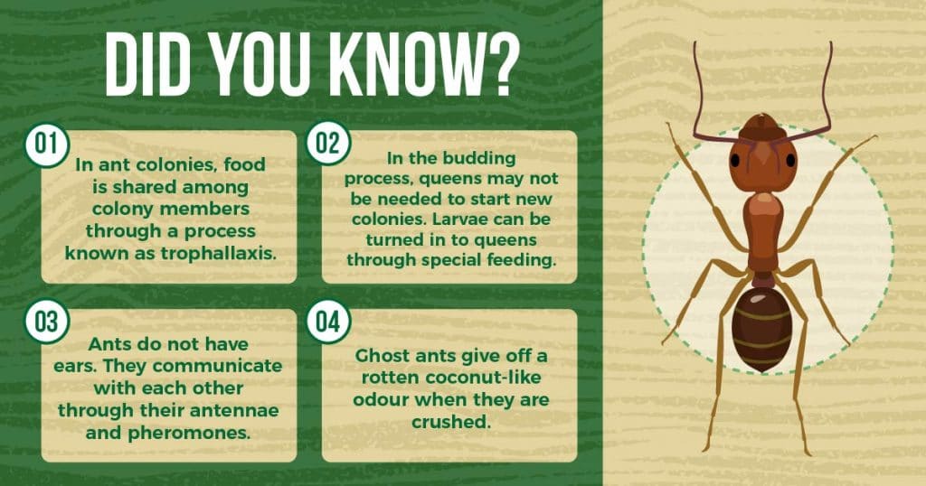The Ultimate Guide To Ant Prevention In Singapore