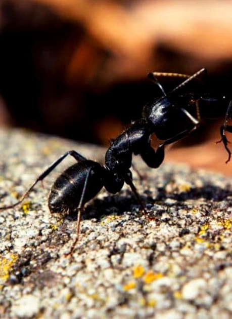 The Ultimate Guide to Ant Prevention in Singapore