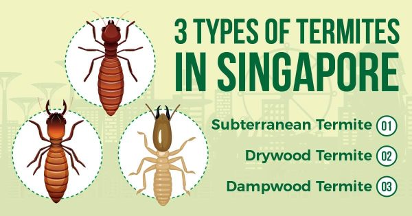 How to Get Rid of Termites | Treatment and Prevention