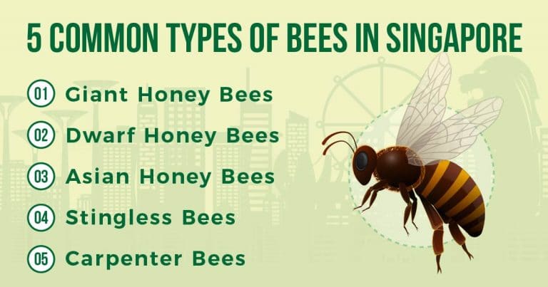 Guide to Bee Prevention, Treatment and Control in Singapore