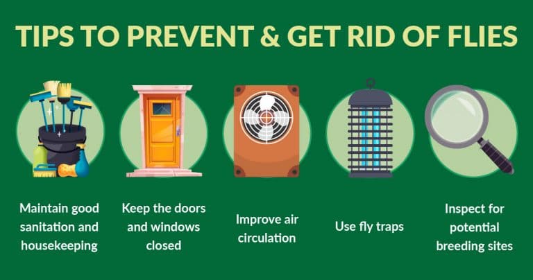 Guide to Flies Prevention and Control in Singapore
