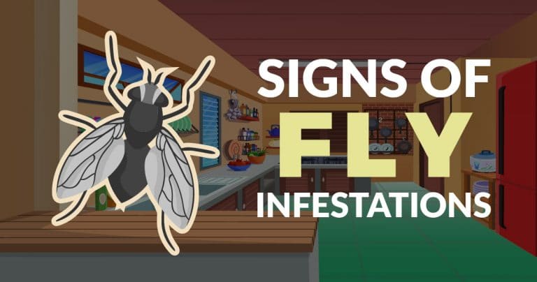 Guide to Flies Prevention and Control in Singapore