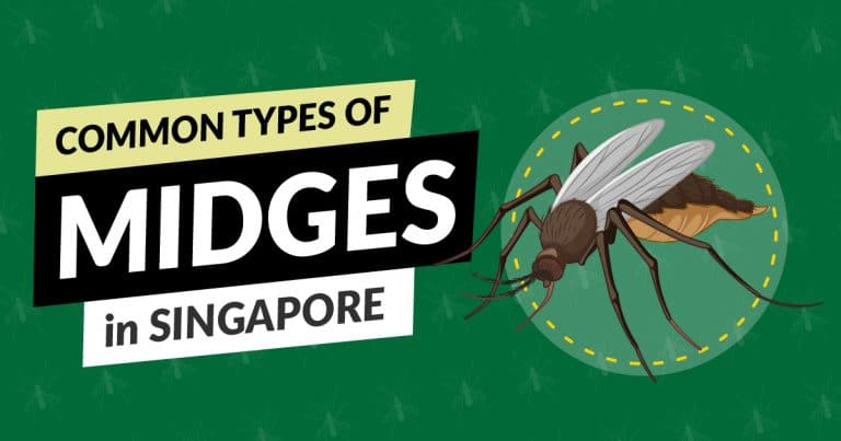 Midge Control Singapore: Prevention and Treatment Guide