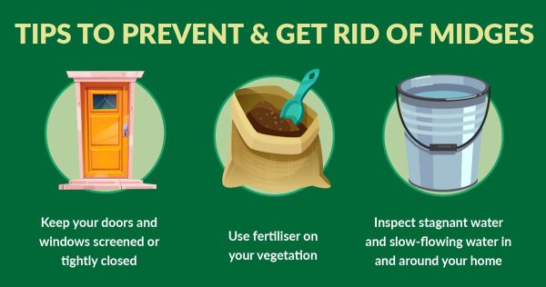 Midge Control Singapore: Prevention and Treatment Guide