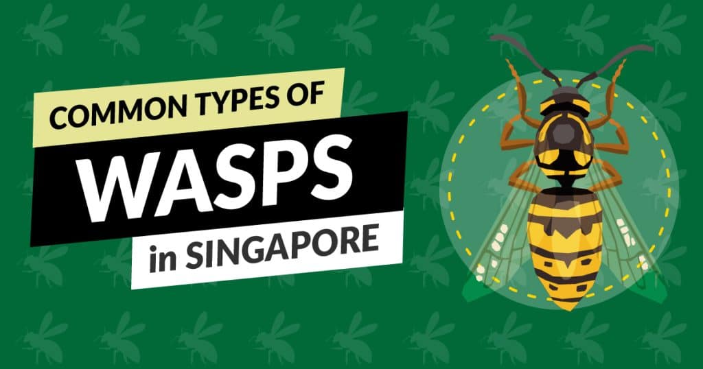 Guide to Wasp Prevention and Treatment in Singapore