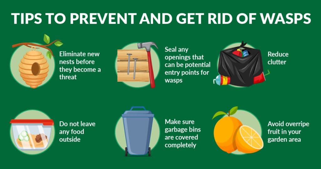 Guide to Wasp Prevention and Treatment in Singapore