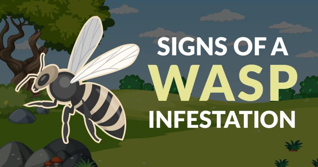 Guide to Wasp Prevention and Treatment in Singapore