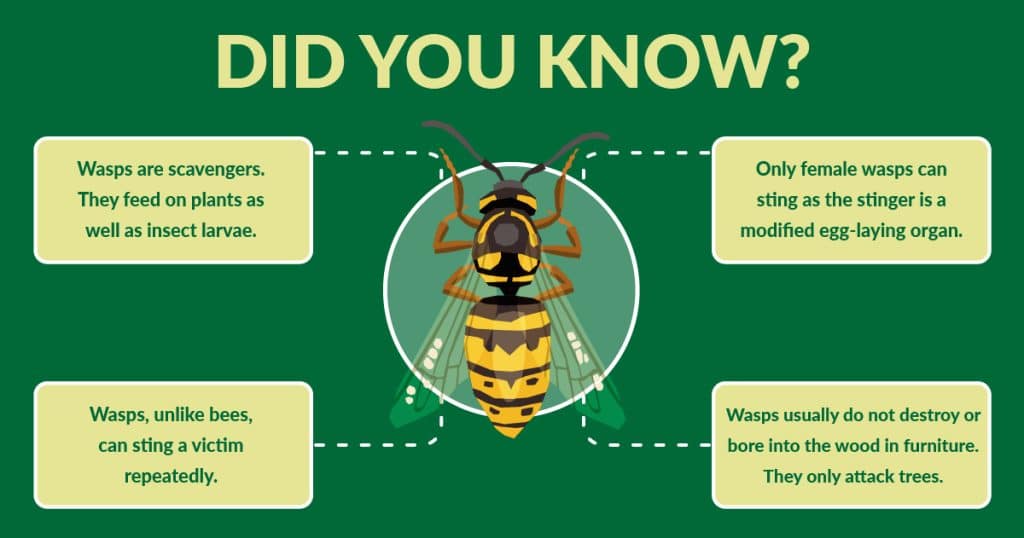 Guide to Wasp Prevention and Treatment in Singapore