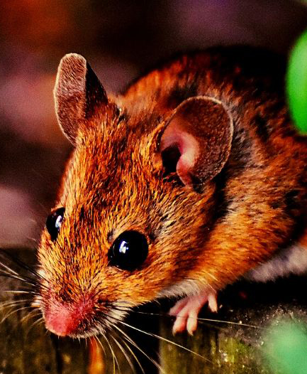 A Guide to Rodent Prevention and Treatment in Singapore