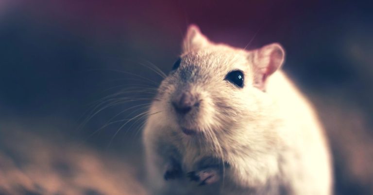 A Guide to Rodent Control and Treatment in Singapore
