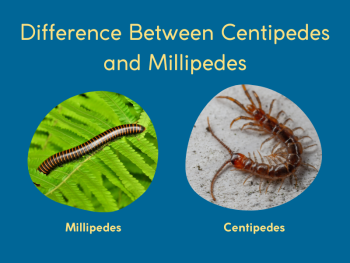 The Ultimate Guide on Centipedes and Millipedes - Killem Pest
