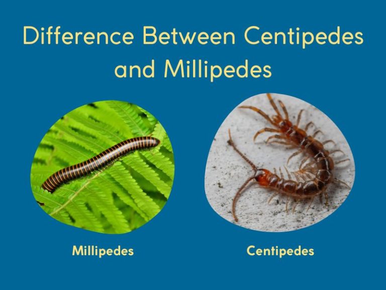 The Ultimate Guide on Centipedes and Millipedes in Singapore