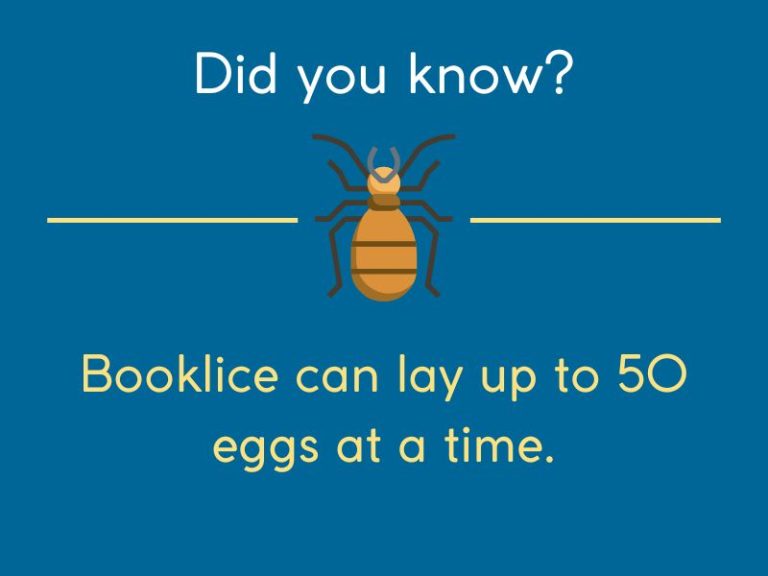 The Ultimate Guide to Booklice