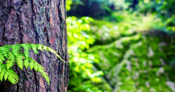 The Ultimate Guide to Booklice