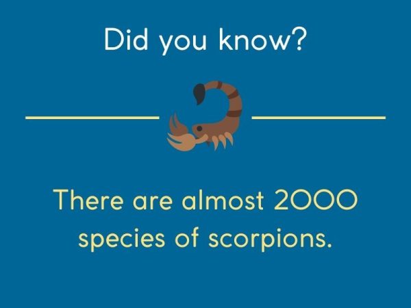 The Ultimate Guide to Scorpions in Singapore