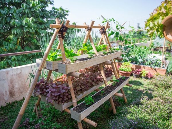 The Ultimate Guide to Urban Farming in Singapore