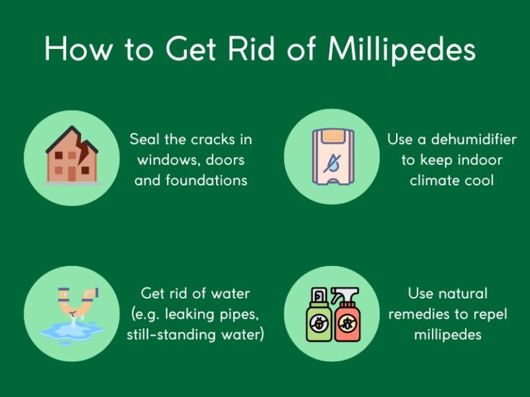 How to Get Rid of Millipedes Naturally