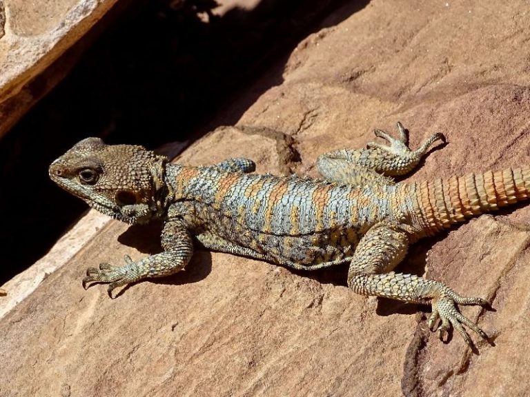 Guide to Lizards in Singapore | Species, Facts & Pest Control Tips