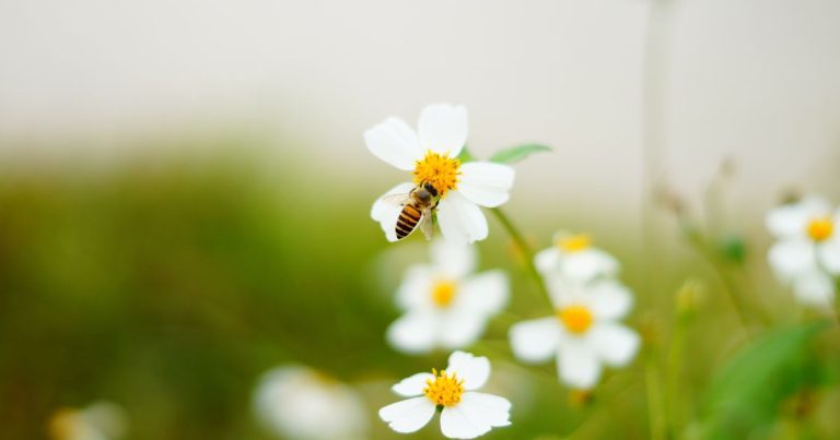 Bee Relocation in Singapore: Safe Removal Methods