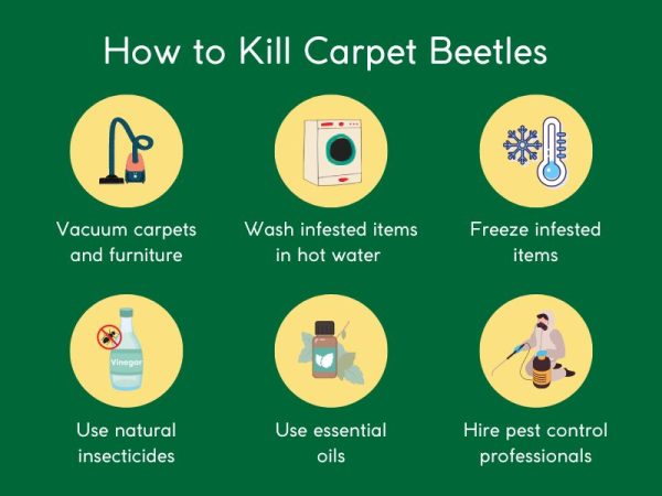 How To Get Rid of Carpet Beetles