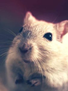 Remote Rodent Monitoring System: The Ultimate Guide