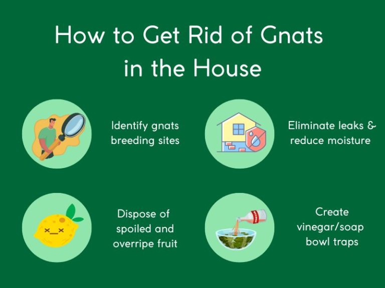 How to Get Rid of Gnats | Prevention & Control Tips