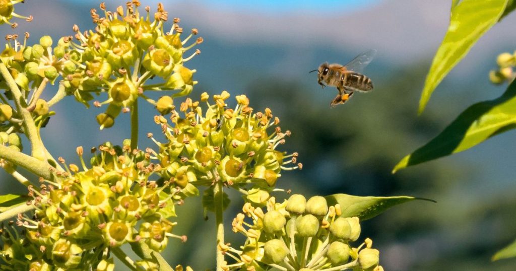 Wasps vs Bees: Identification Guide for Singapore