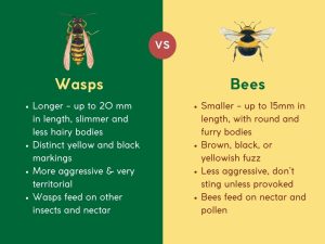 Wasps vs Bees: Identification Guide for Singapore