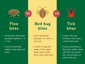 How to Prevent and Treat Human Flea Bites in Singapore