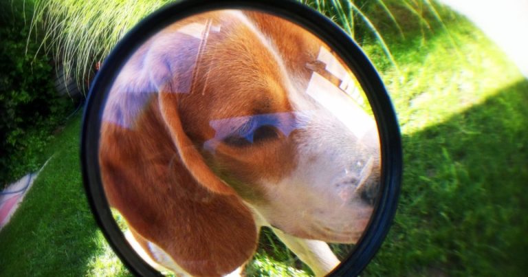 Flea Bites in Singapore: Prevention and Treatment Guide
