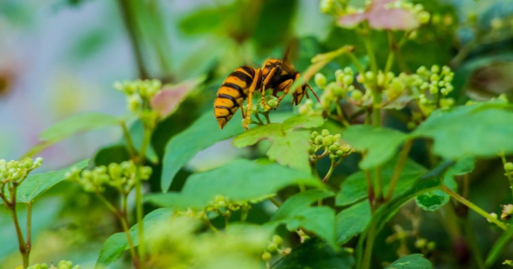 Guide to Hornets Prevention and Treatment in Singapore