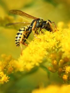 Guide to Hornets Prevention and Treatment in Singapore