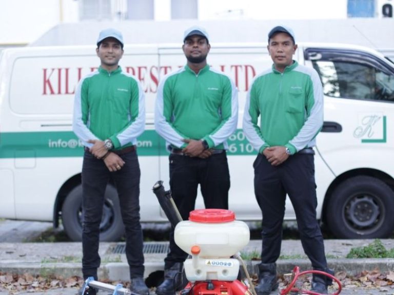 How to Get Rid of Cockroaches in Cars