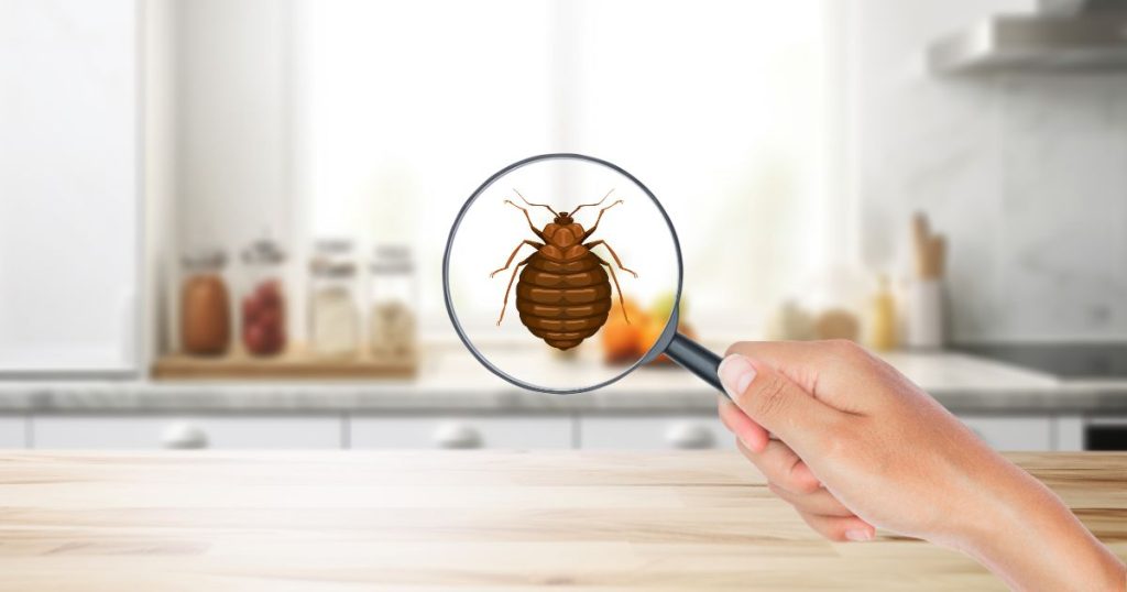 Bed Bugs Kitchen Singapore: Prevention Guide