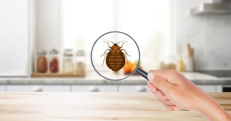 Bed Bugs Kitchen Singapore: Prevention Guide
